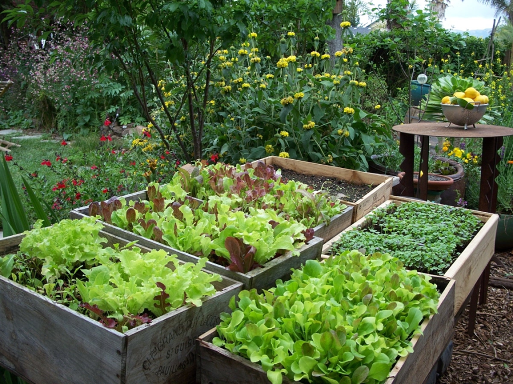 Gardens - Full Circle Veggies